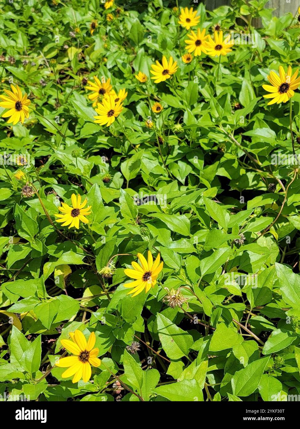 Sunflower helianthus debilis hi-res stock photography and images - Alamy