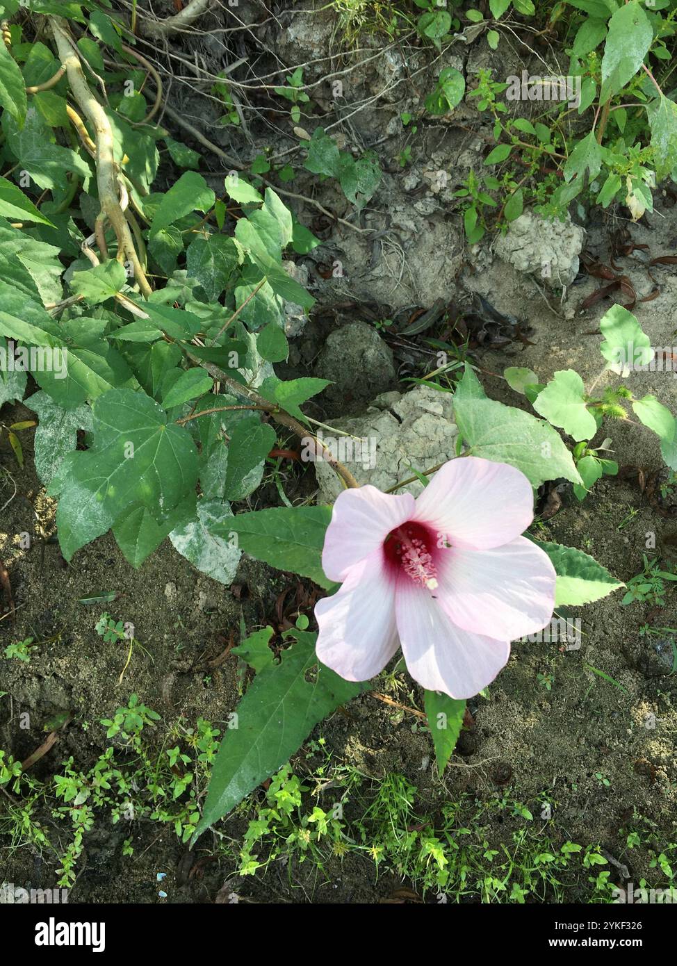 Halberd-leaf Rosemallow (Hibiscus laevis Stock Photo - Alamy