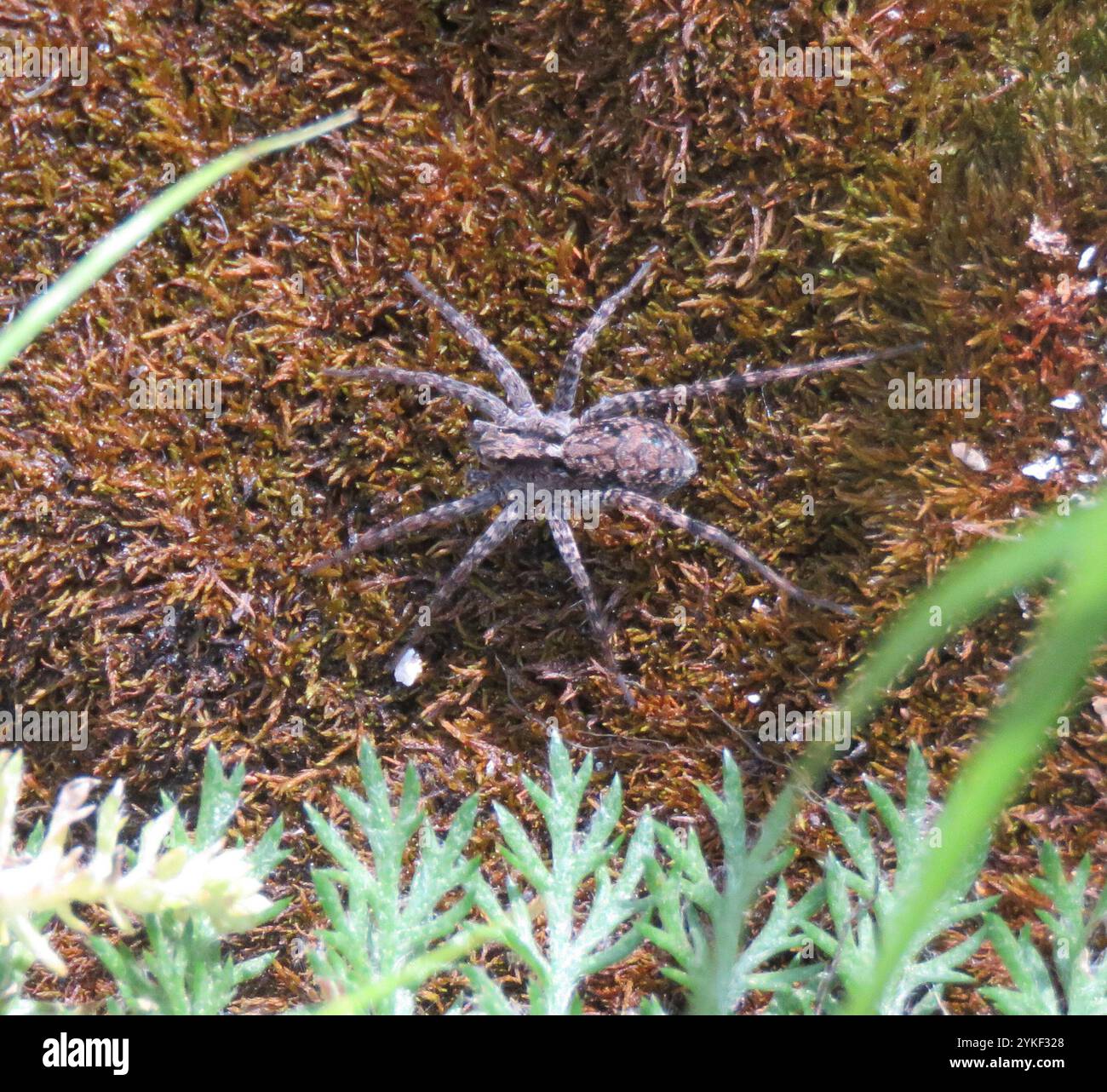 Thin-legged Wolf Spiders (Pardosa Stock Photo - Alamy