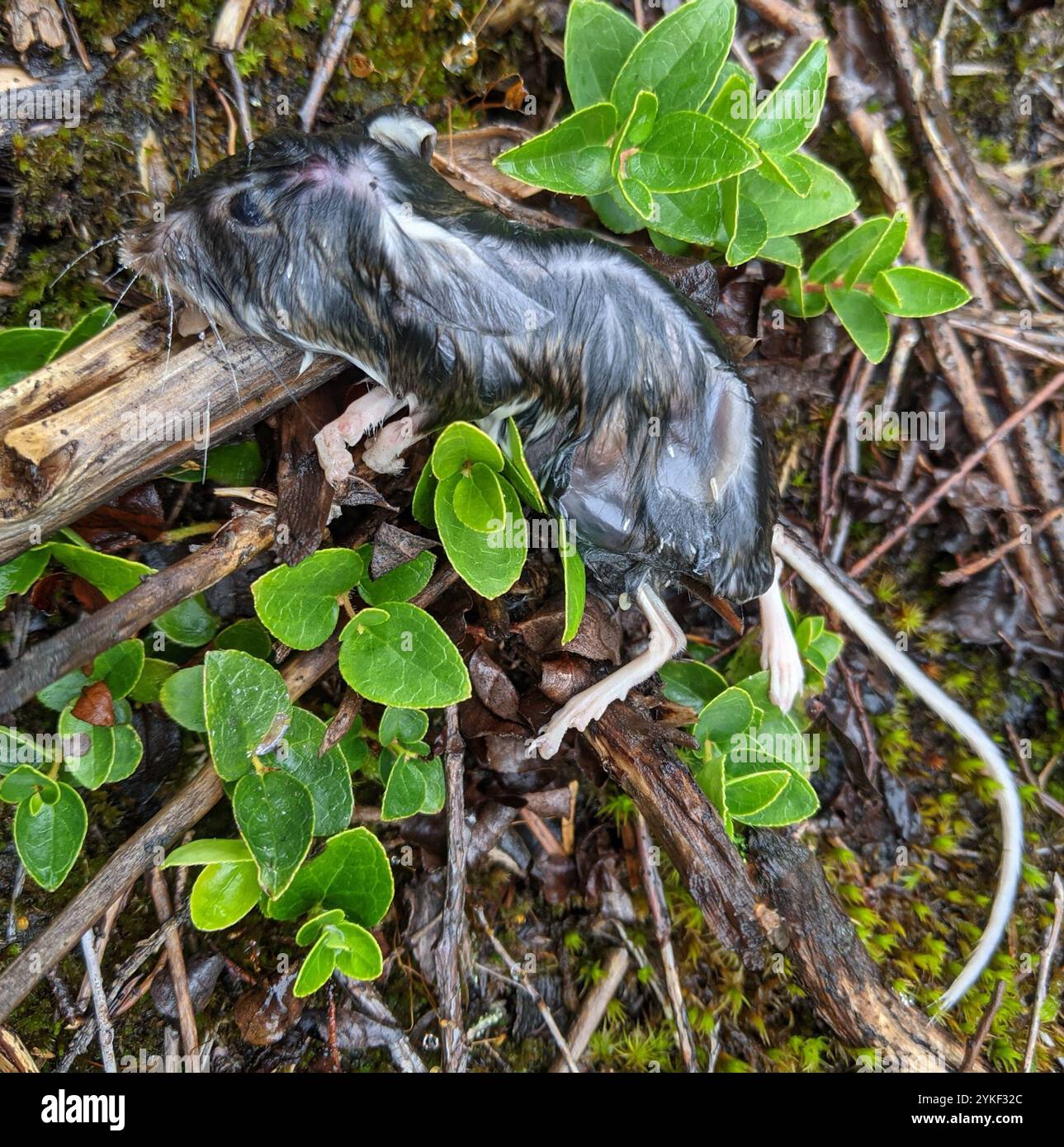 Old World Rats (Rattus Stock Photo - Alamy