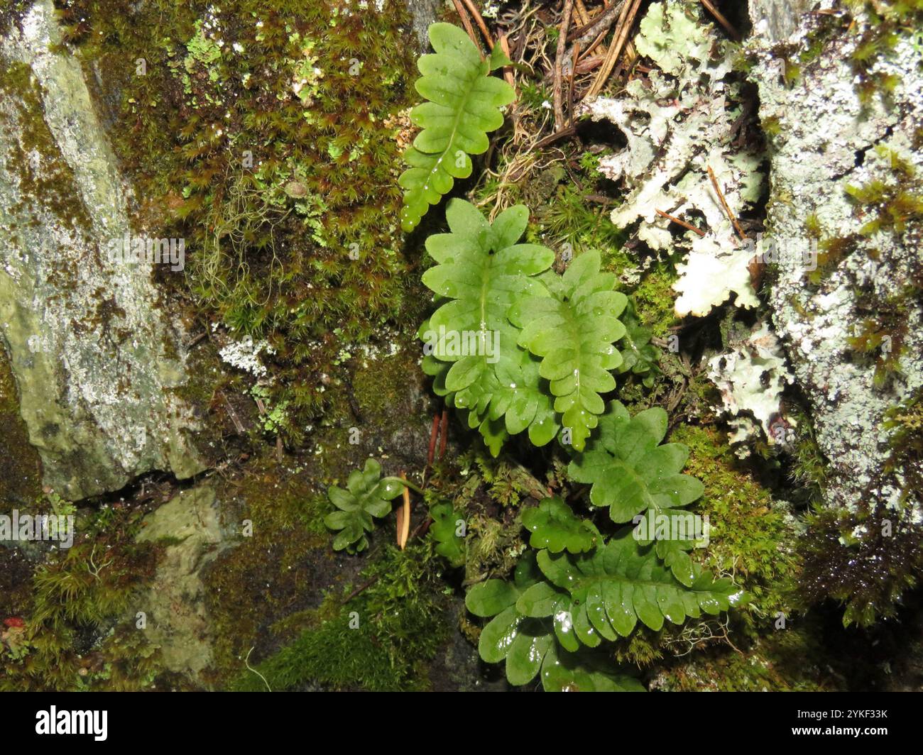 western polypody (Polypodium hesperium Stock Photo - Alamy