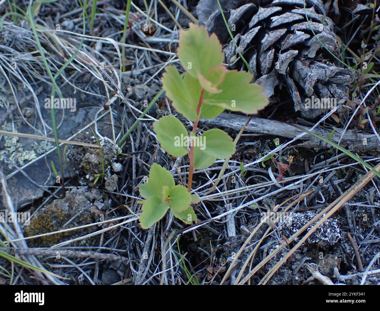 Shinyleaf Meadowsweet (Spiraea lucida Stock Photo - Alamy