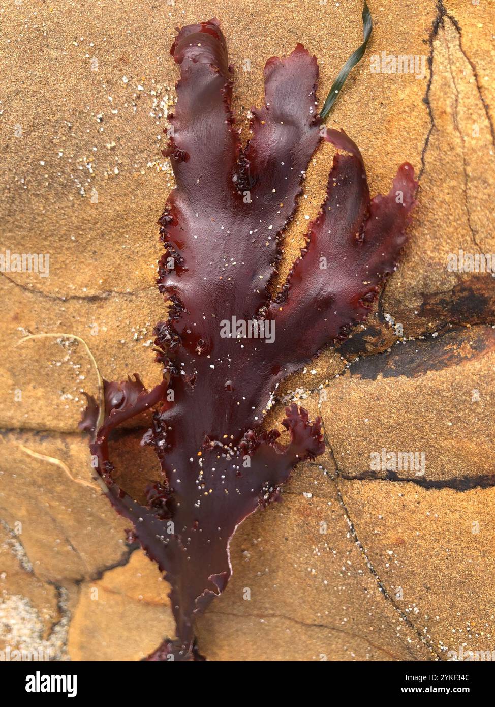 Grape Tongue (Cryptopleura ruprechtiana Stock Photo - Alamy