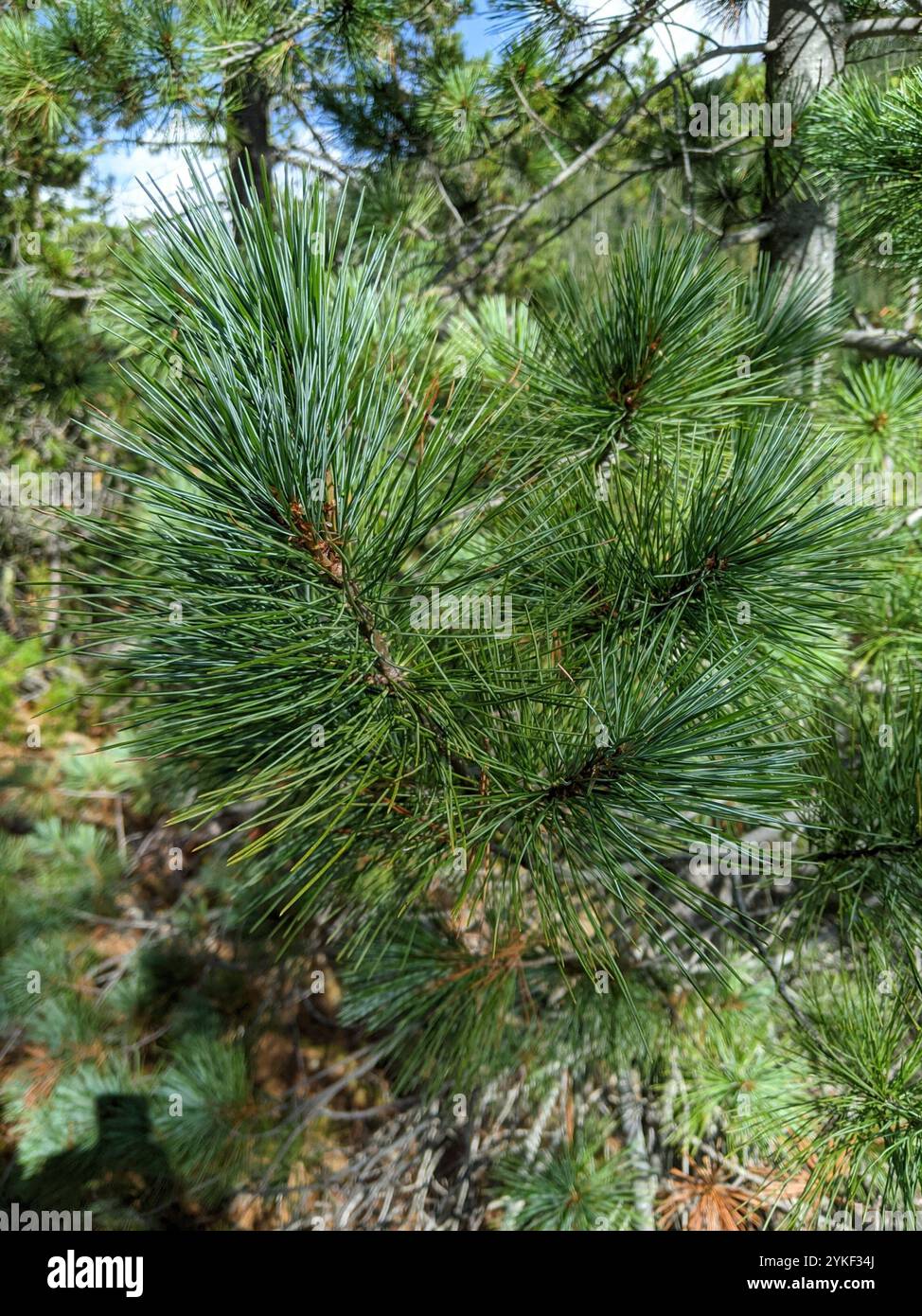 western white pine (Pinus monticola Stock Photo - Alamy