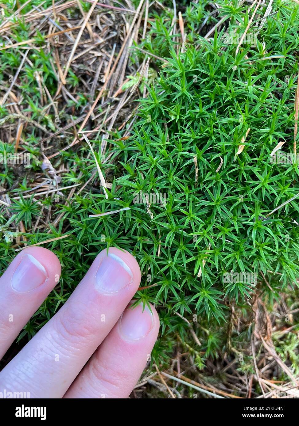Common Haircap Moss (Polytrichum commune Stock Photo - Alamy