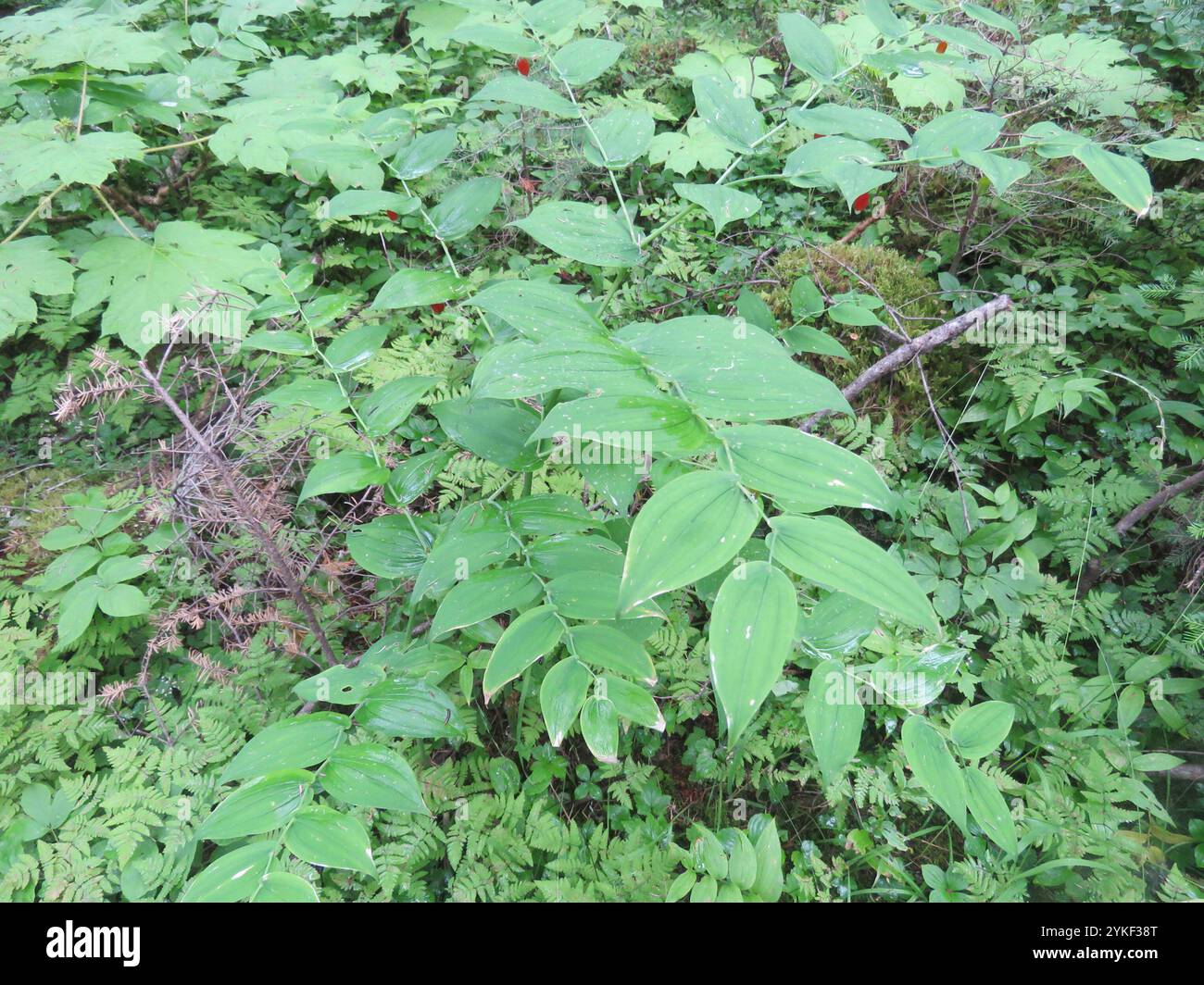 white twisted-stalk (Streptopus amplexifolius Stock Photo - Alamy