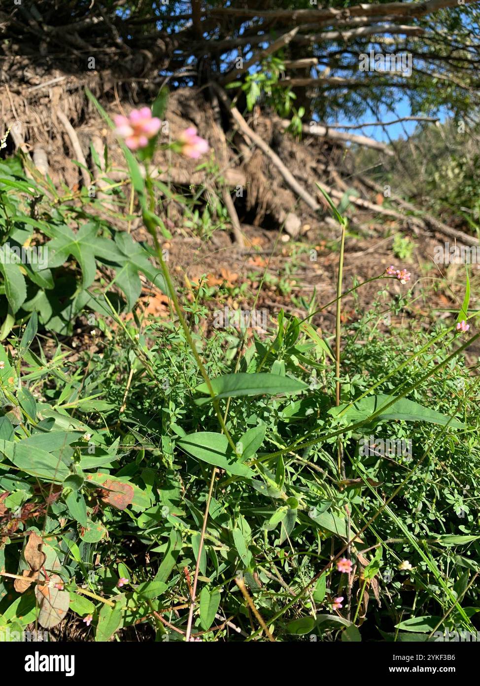 arrow-leaved tearthumb (Persicaria sagittata Stock Photo - Alamy