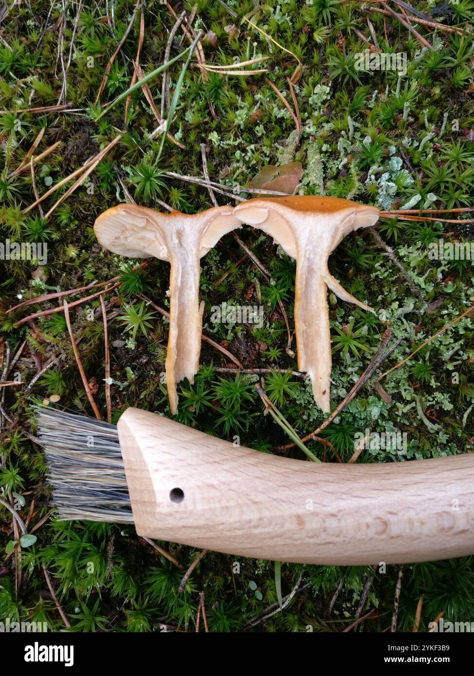 Orange Milkcap (Lactarius aurantiacus Stock Photo - Alamy