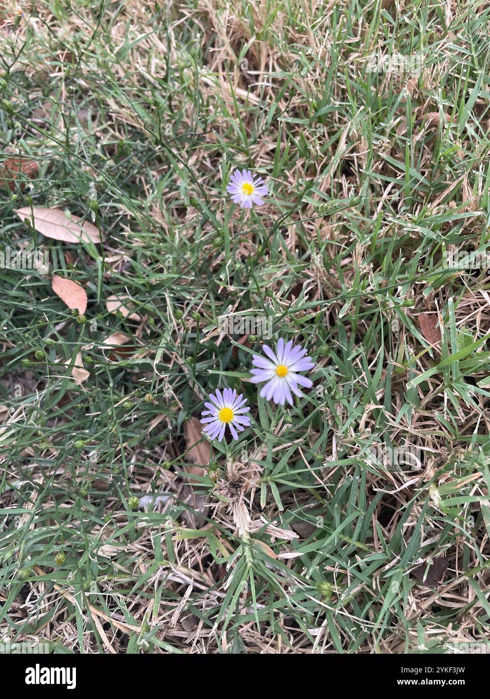 southern annual saltmarsh aster (Symphyotrichum divaricatum Stock Photo ...