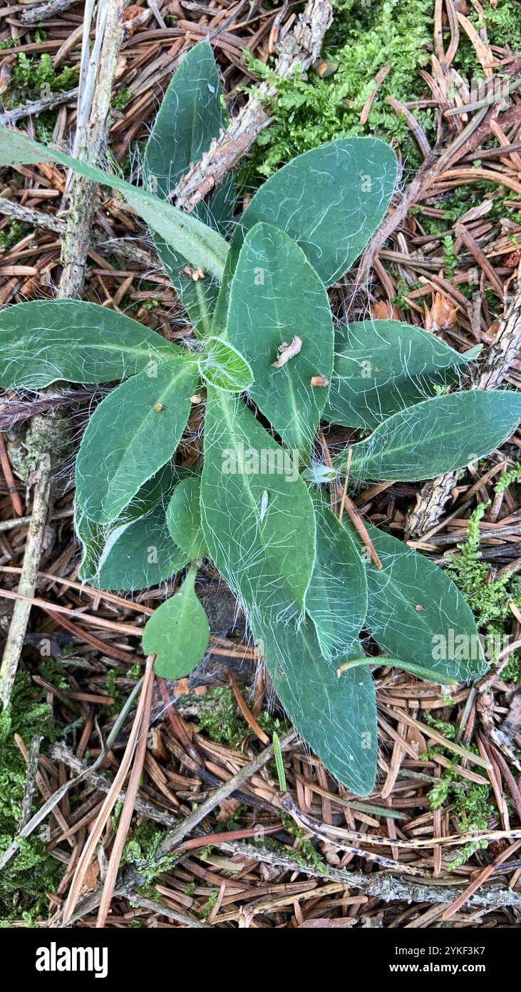 mouse-eared hawkweed (Pilosella officinarum Stock Photo - Alamy