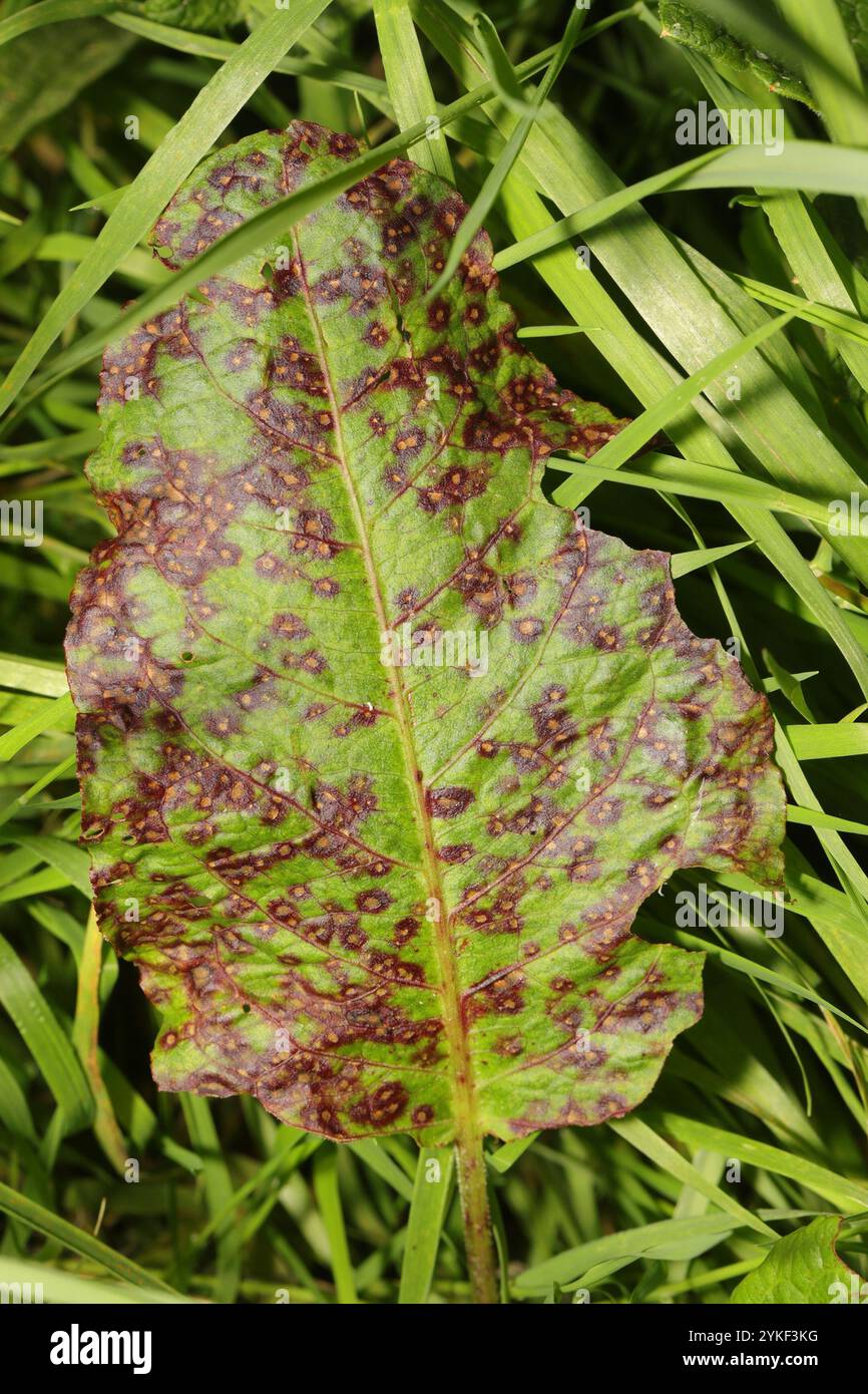 Red Dock Spot (Ramularia rubella Stock Photo - Alamy