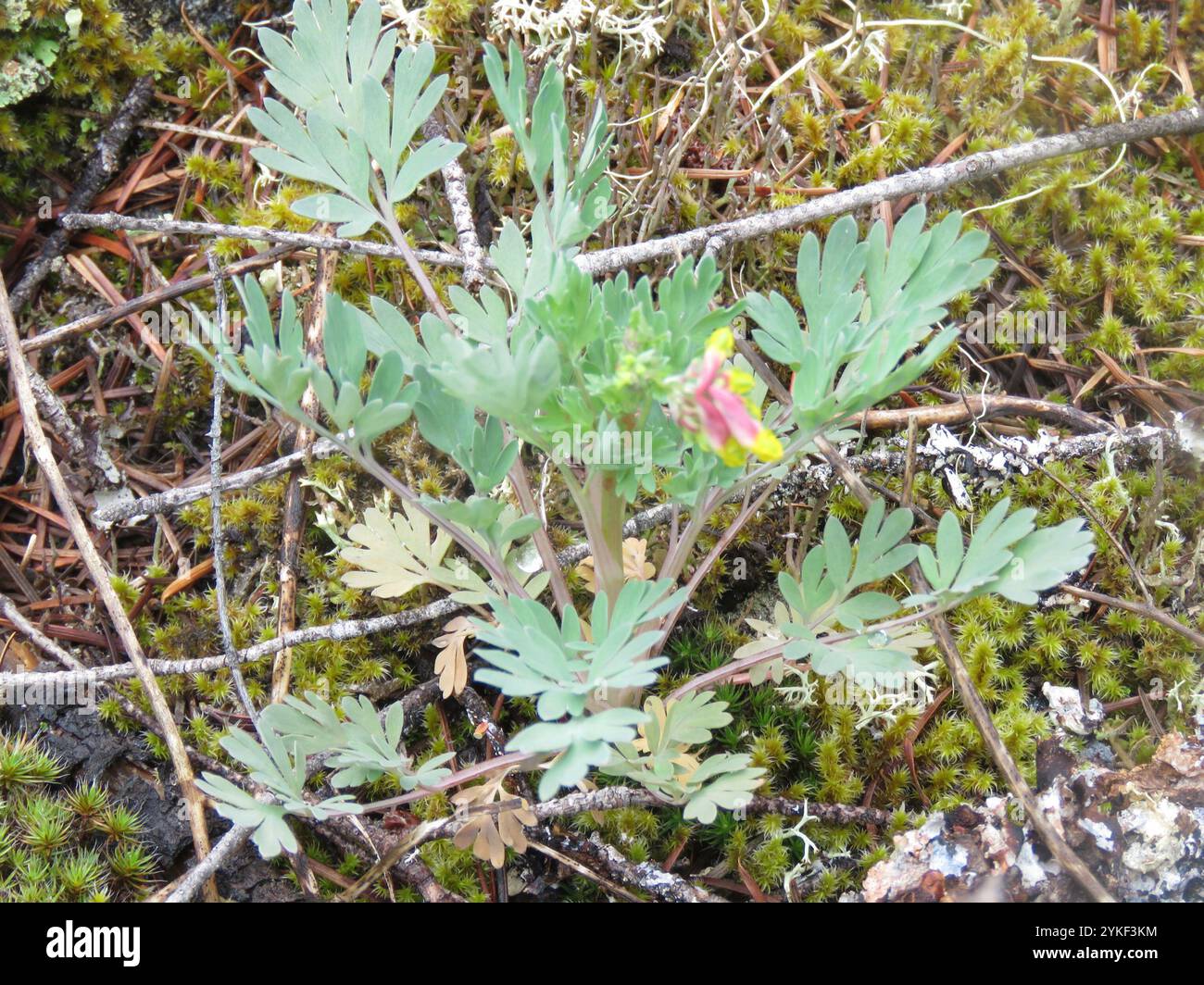 Capnoides sempervirens hi-res stock photography and images - Alamy