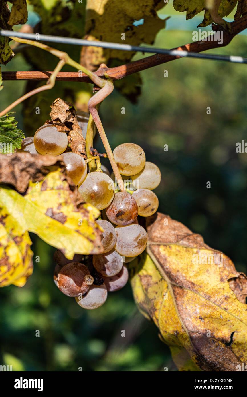 Capture of golden, sunlit grapes dangling on their vine in Kakheti ...