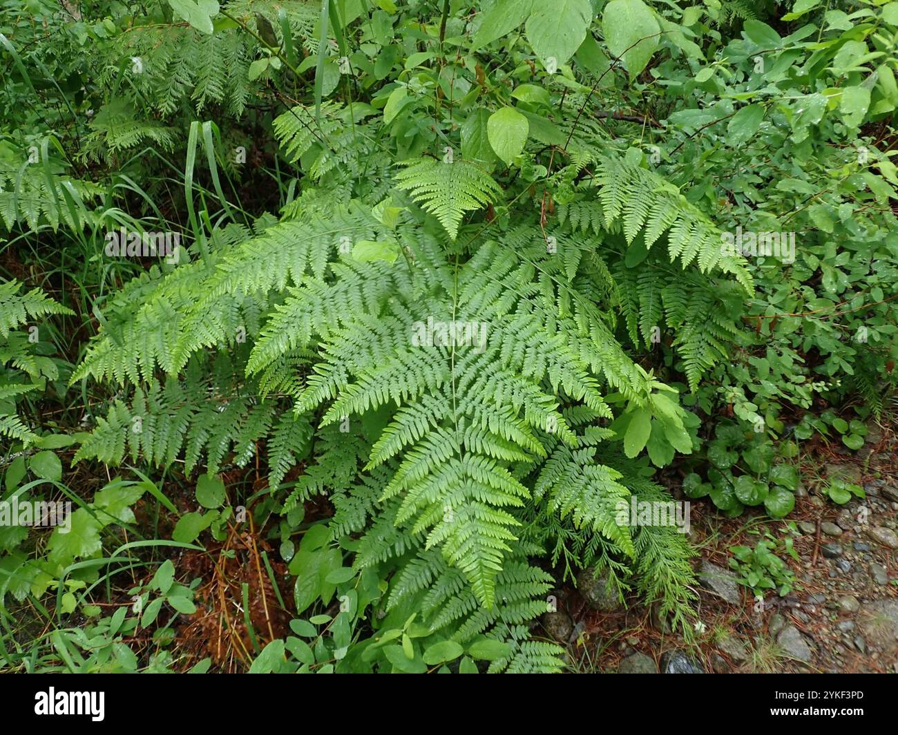 common bracken (Pteridium aquilinum Stock Photo - Alamy