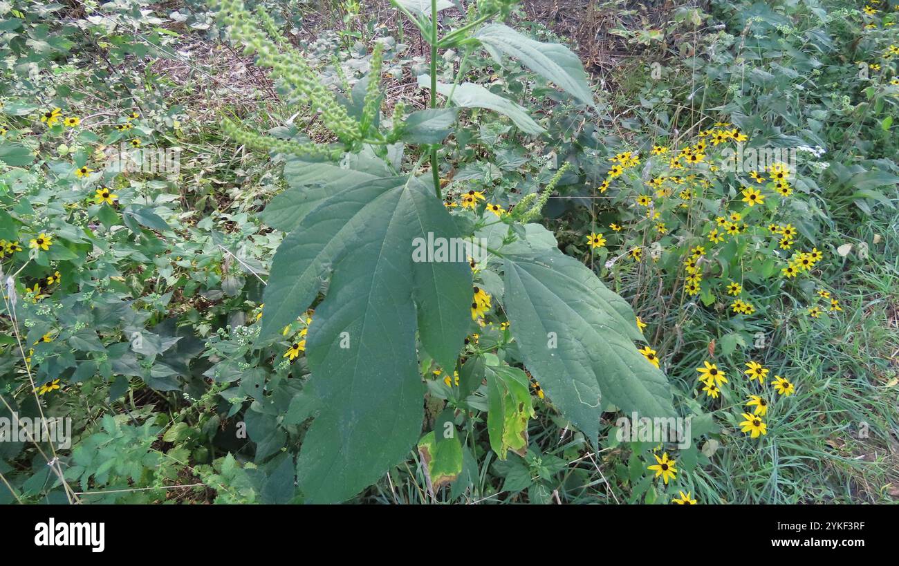 giant ragweed (Ambrosia trifida Stock Photo - Alamy