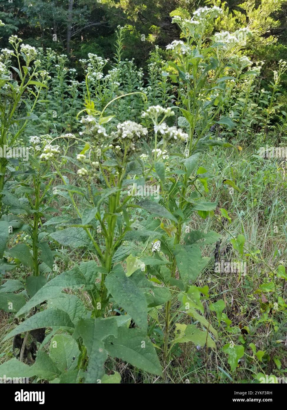 frostweed (Verbesina virginica Stock Photo - Alamy