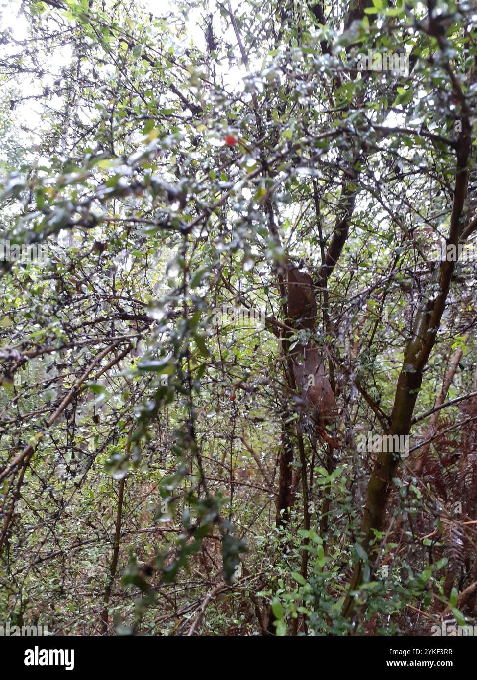 Prickly Currant-Bush (Coprosma quadrifida Stock Photo - Alamy