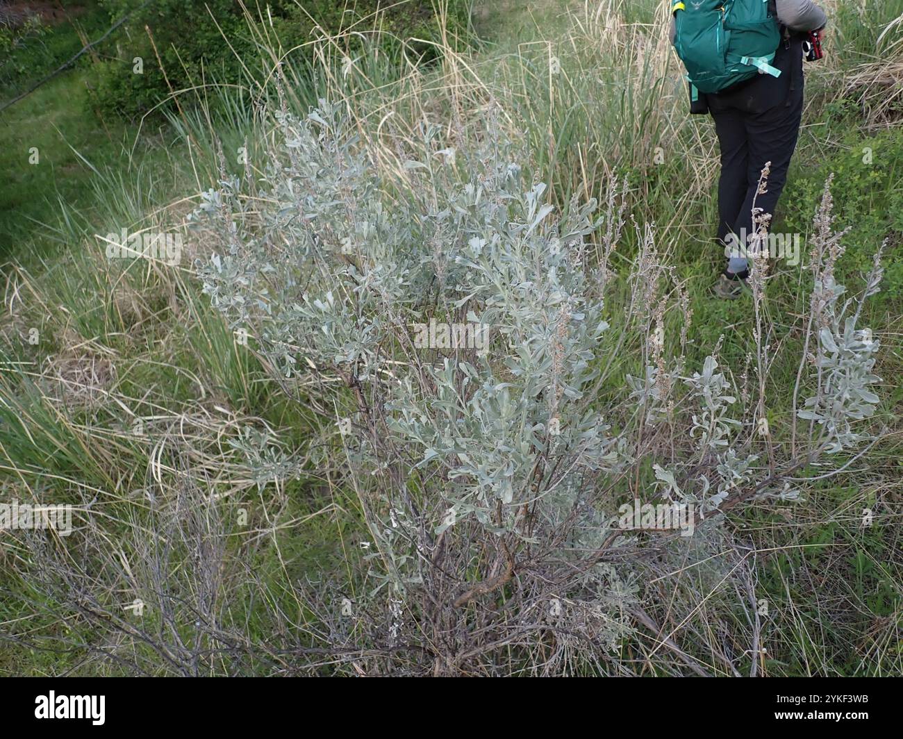 Big Sagebrush (Artemisia tridentata Stock Photo - Alamy