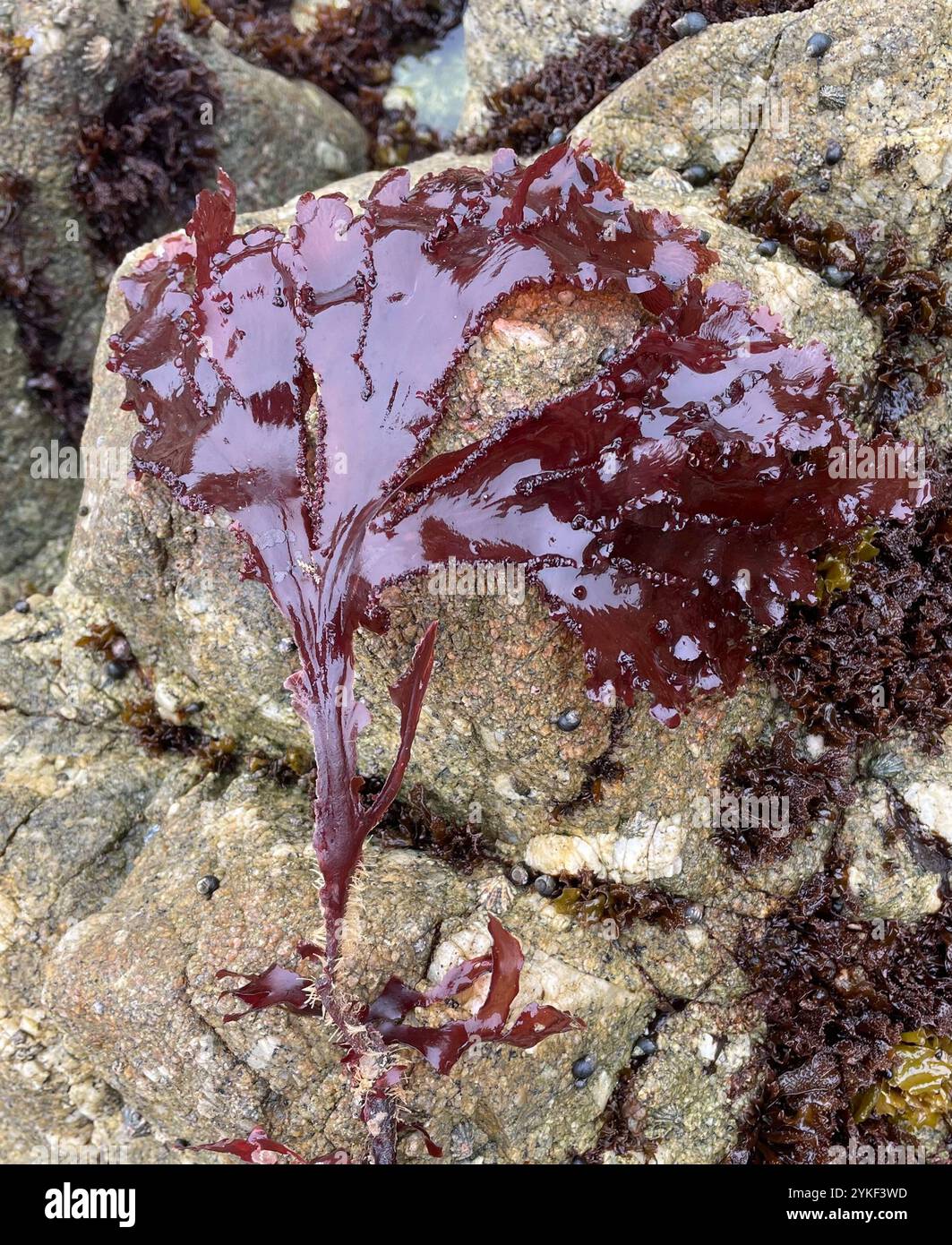 Grape Tongue (Cryptopleura ruprechtiana Stock Photo - Alamy