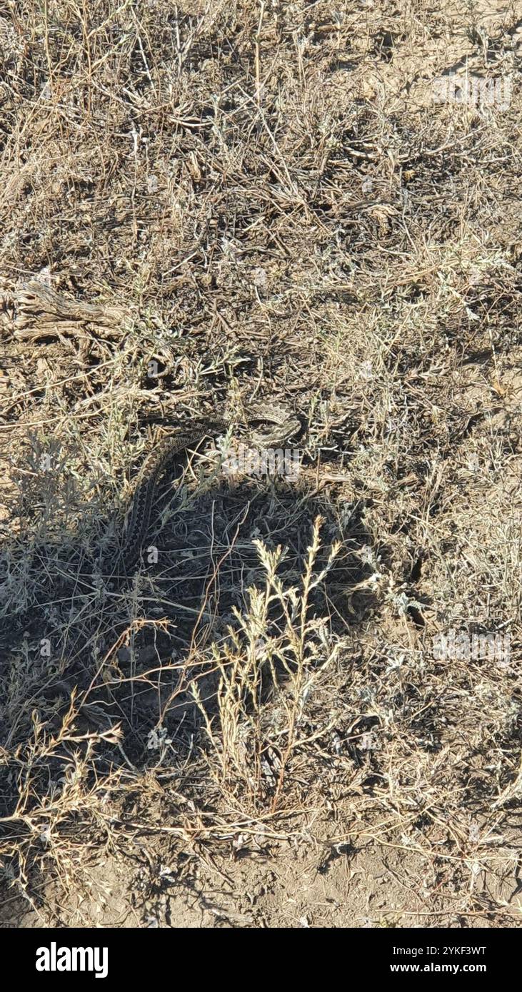 Steppe Viper (Vipera renardi Stock Photo - Alamy