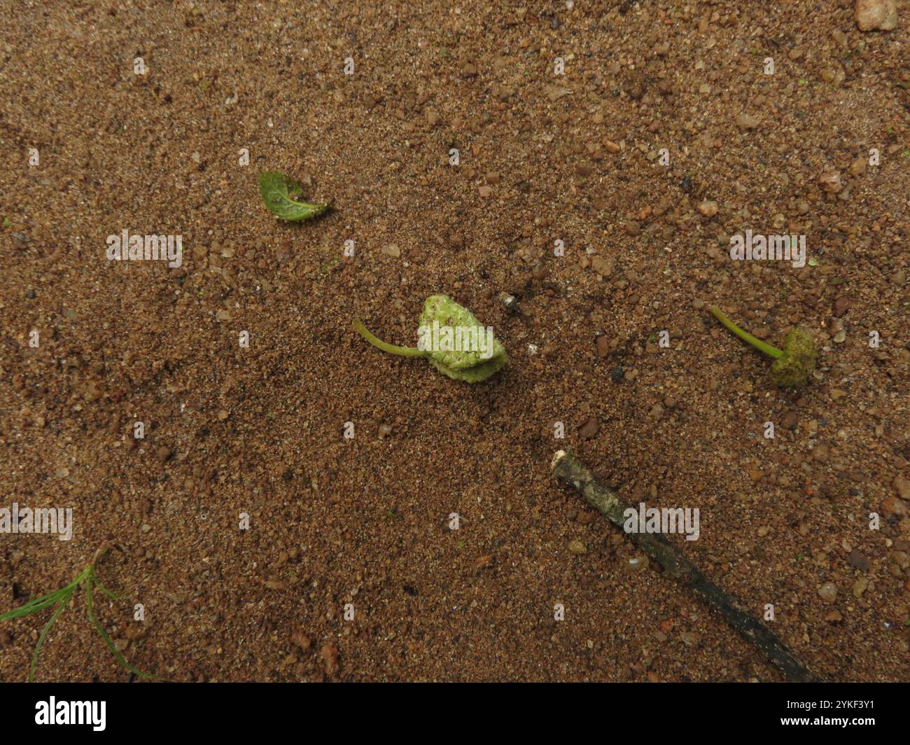 Upas tree hi-res stock photography and images - Alamy