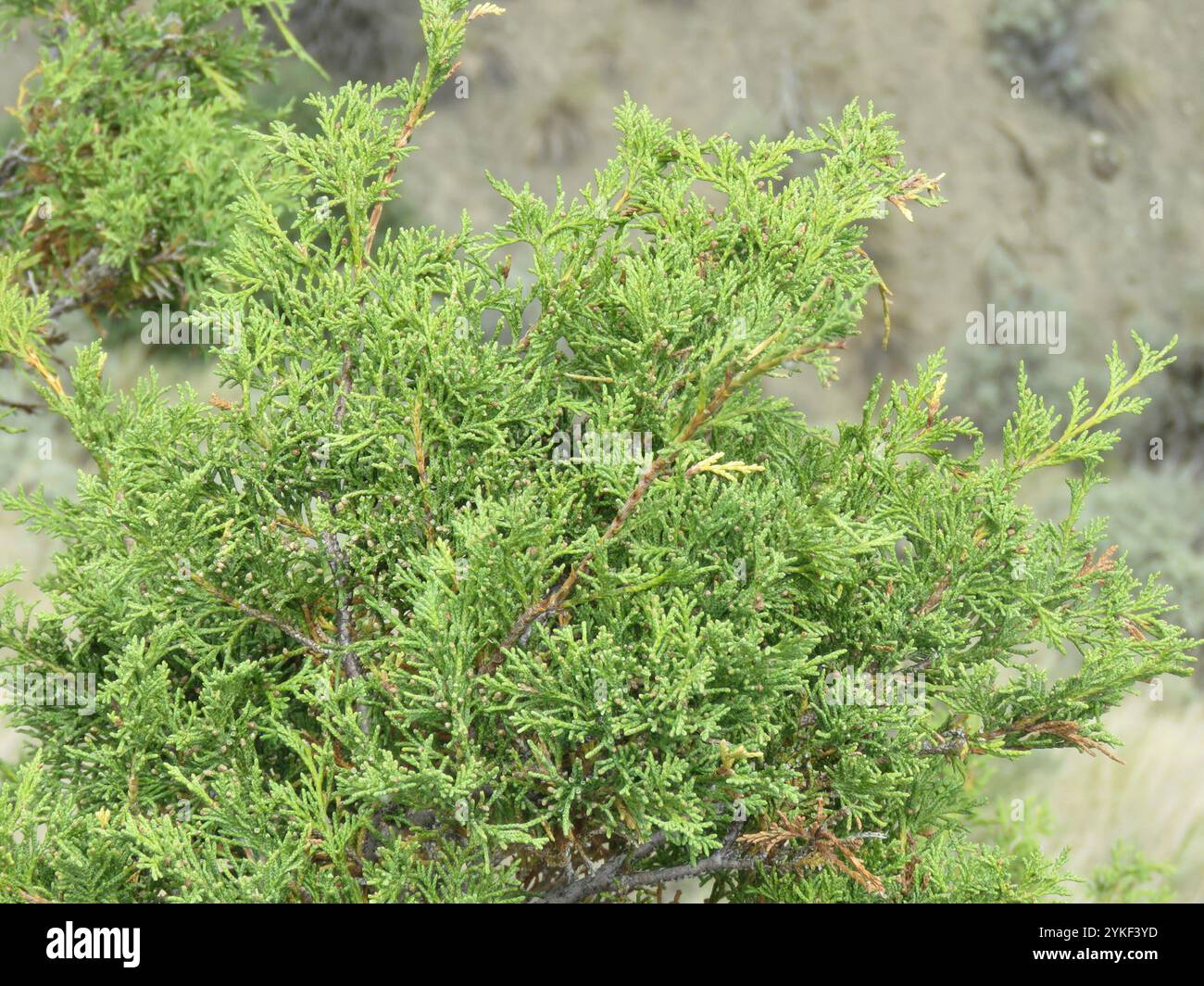 Rocky Mountain Juniper (Juniperus scopulorum Stock Photo - Alamy