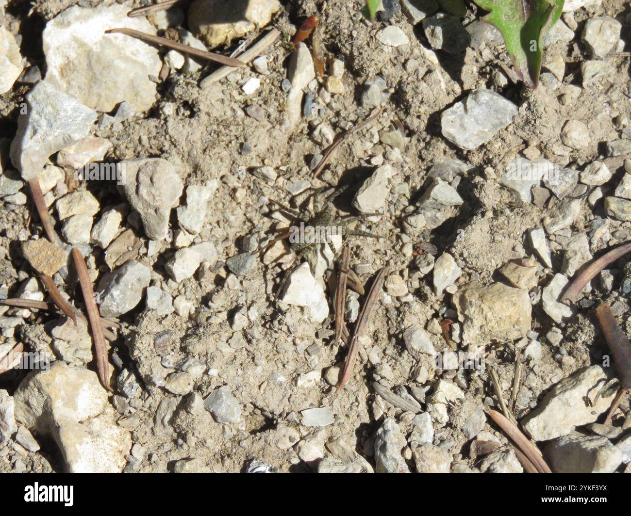 Thin-legged Wolf Spiders (Pardosa Stock Photo - Alamy