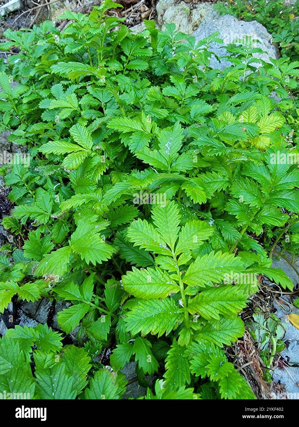 Pacific silverweed (Argentina pacifica Stock Photo - Alamy