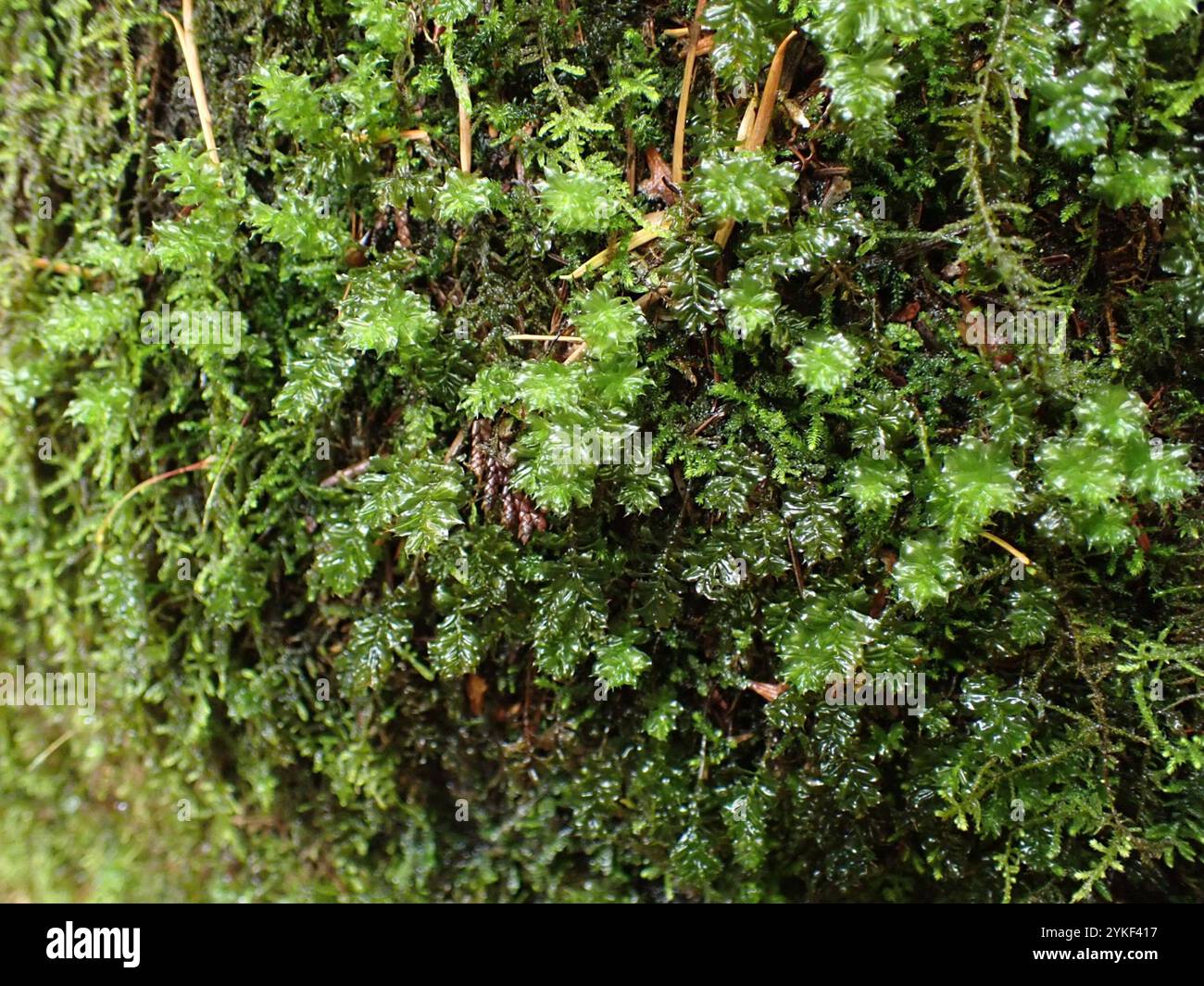 magnificent leafy moss (Plagiomnium venustum Stock Photo - Alamy