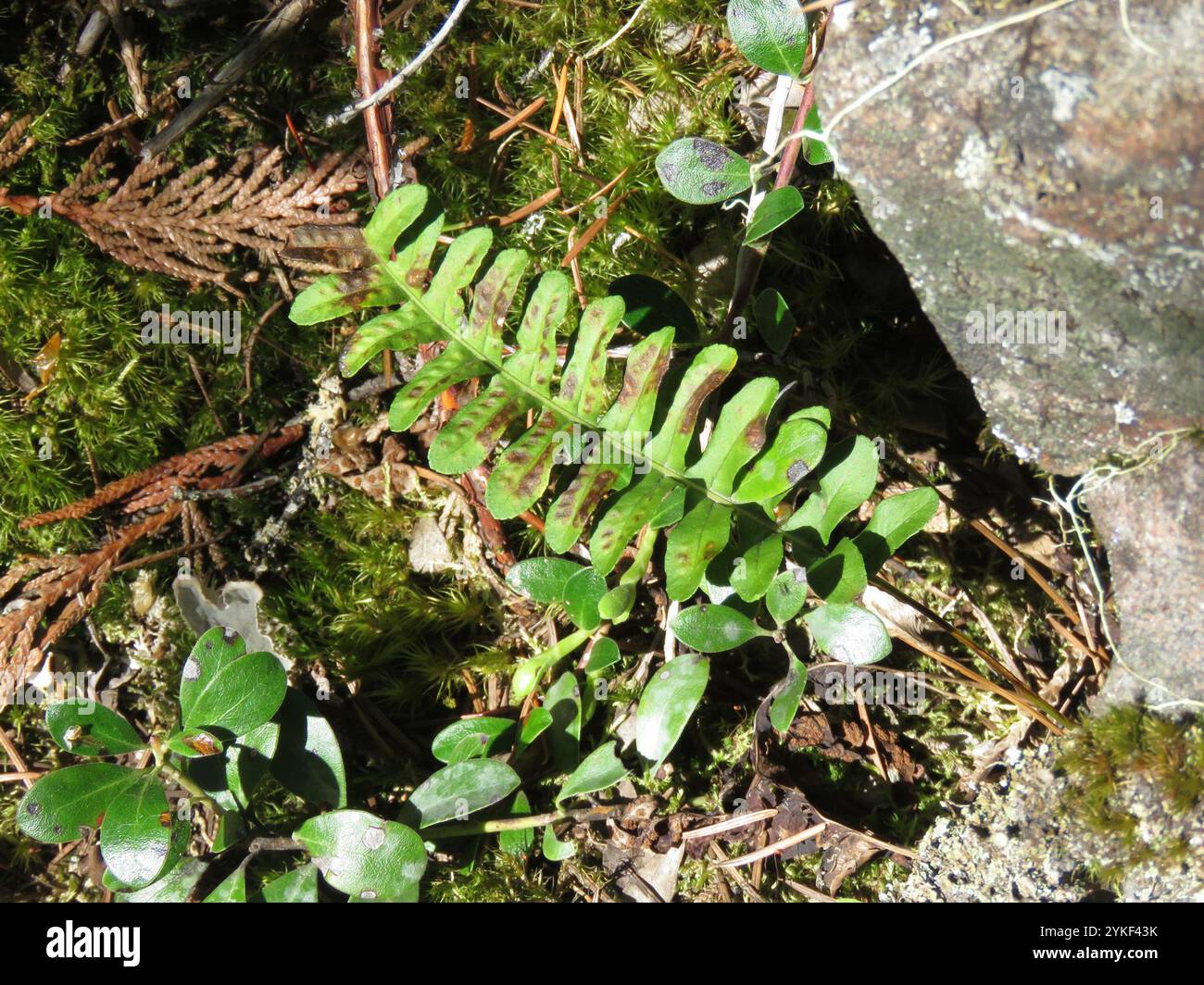 western polypody (Polypodium hesperium Stock Photo - Alamy