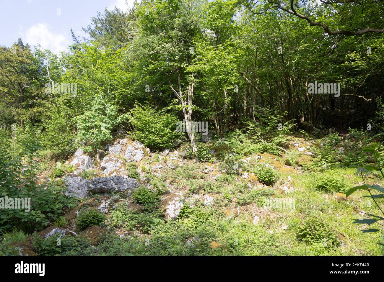 Wooded limestone outcrop Gait Barrows nature reserve Arnside ...