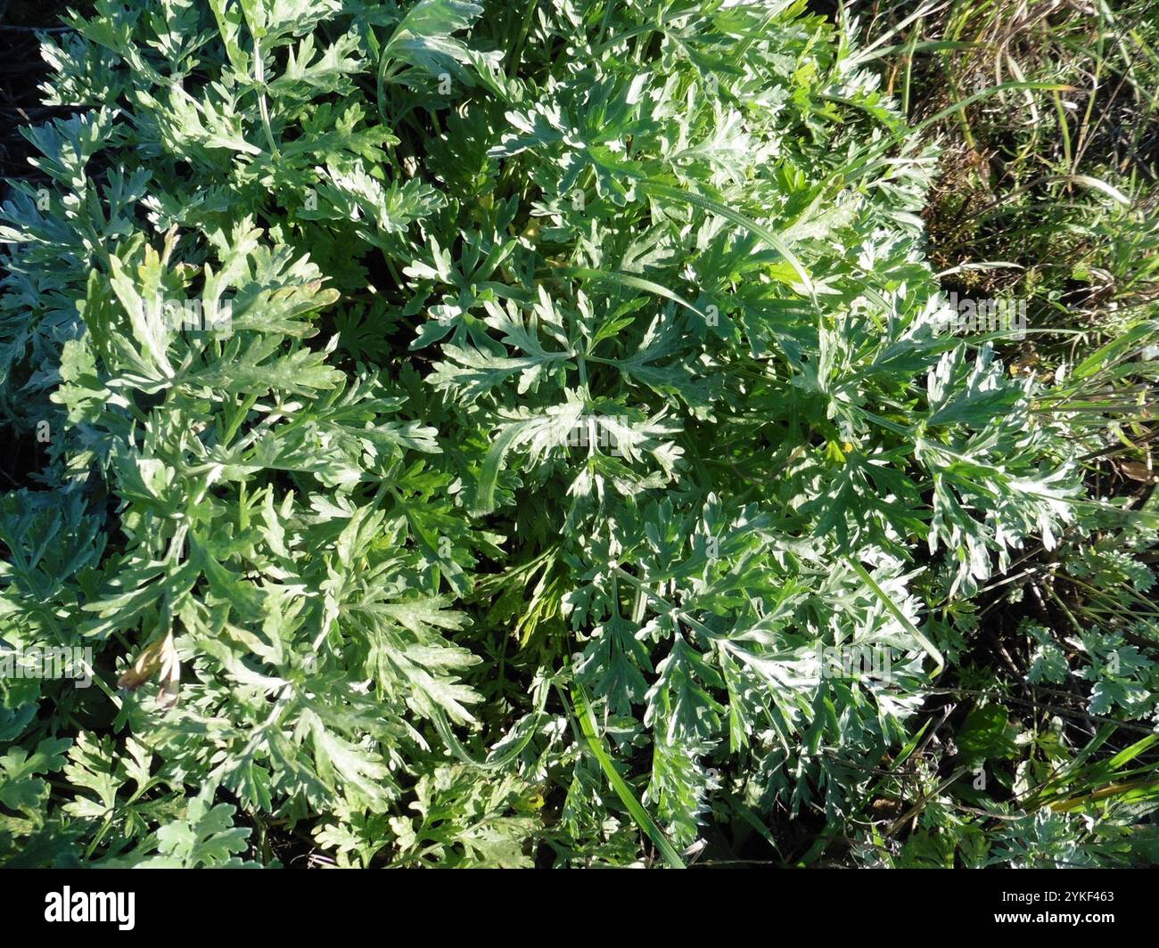 absinthe wormwood (Artemisia absinthium Stock Photo - Alamy