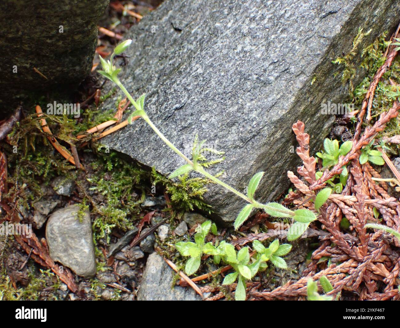 Common mouse-ear chickweed (Cerastium fontanum Stock Photo - Alamy