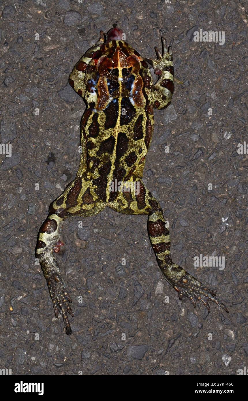 Western Leopard Toad (Sclerophrys pantherina Stock Photo - Alamy