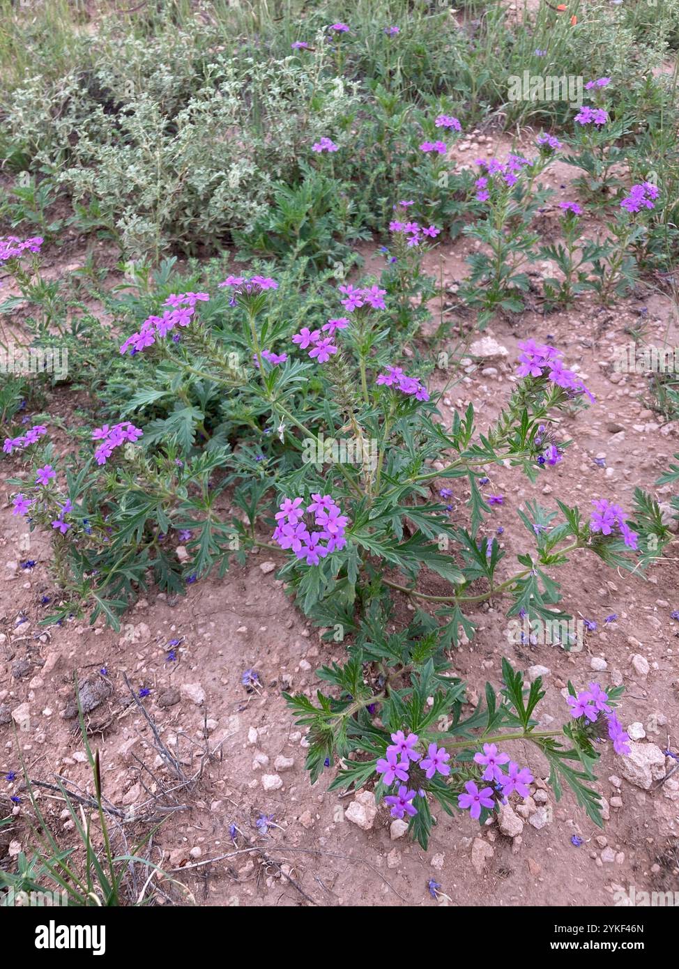 Davis Mountain Mock Vervain (Glandularia wrightii Stock Photo - Alamy