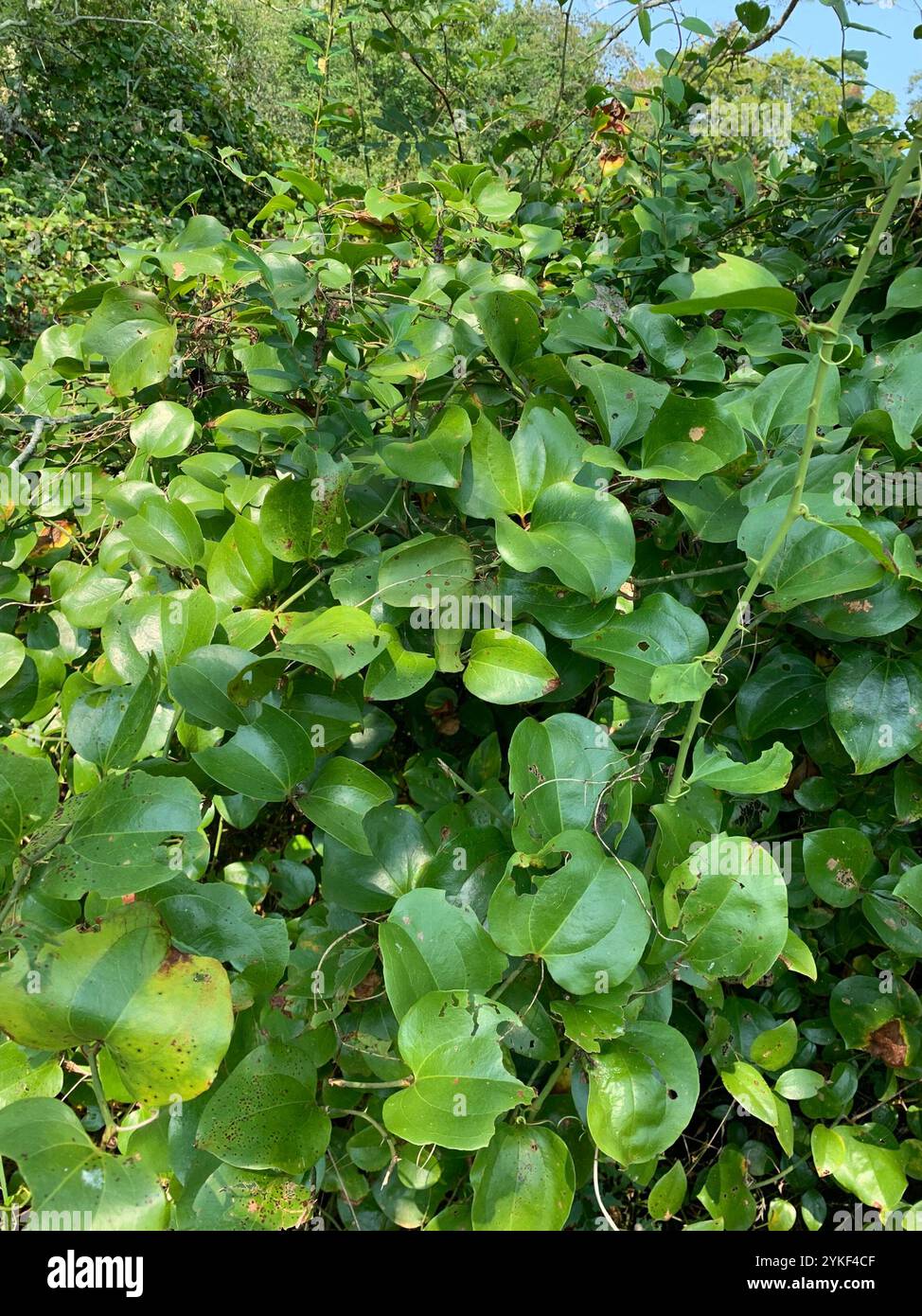 roundleaf greenbrier (Smilax rotundifolia Stock Photo - Alamy