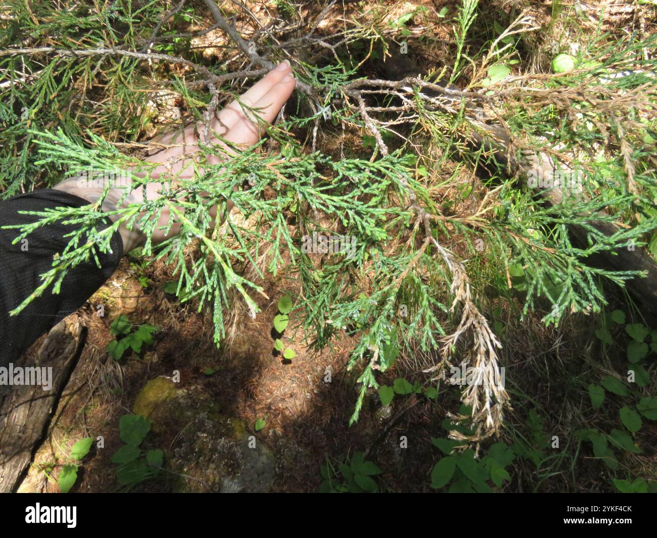 Rocky Mountain Juniper (Juniperus scopulorum Stock Photo - Alamy
