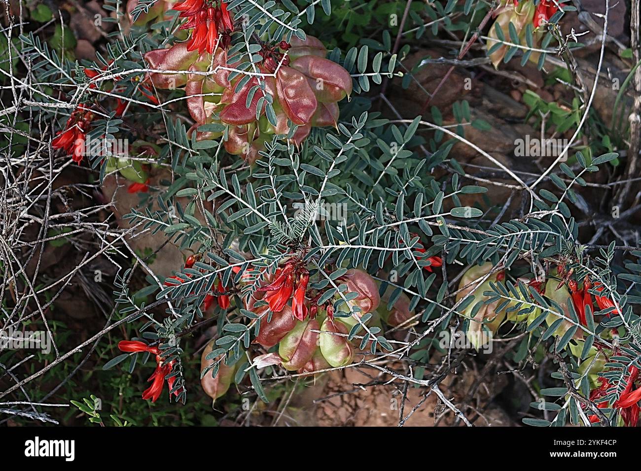 cancer bush (Lessertia frutescens Stock Photo - Alamy