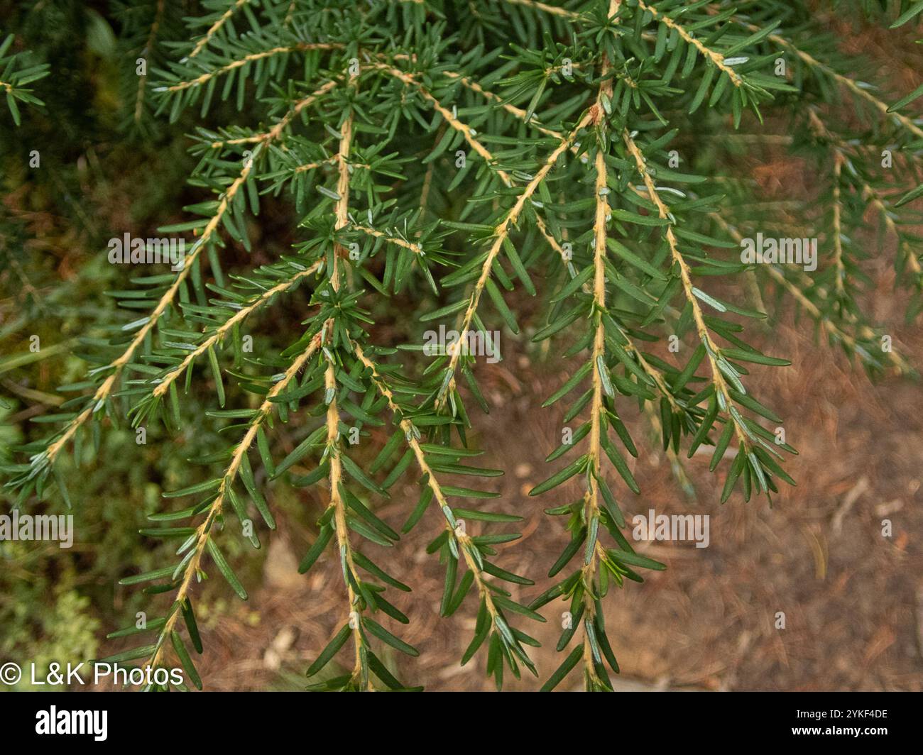 western hemlock (Tsuga heterophylla Stock Photo - Alamy