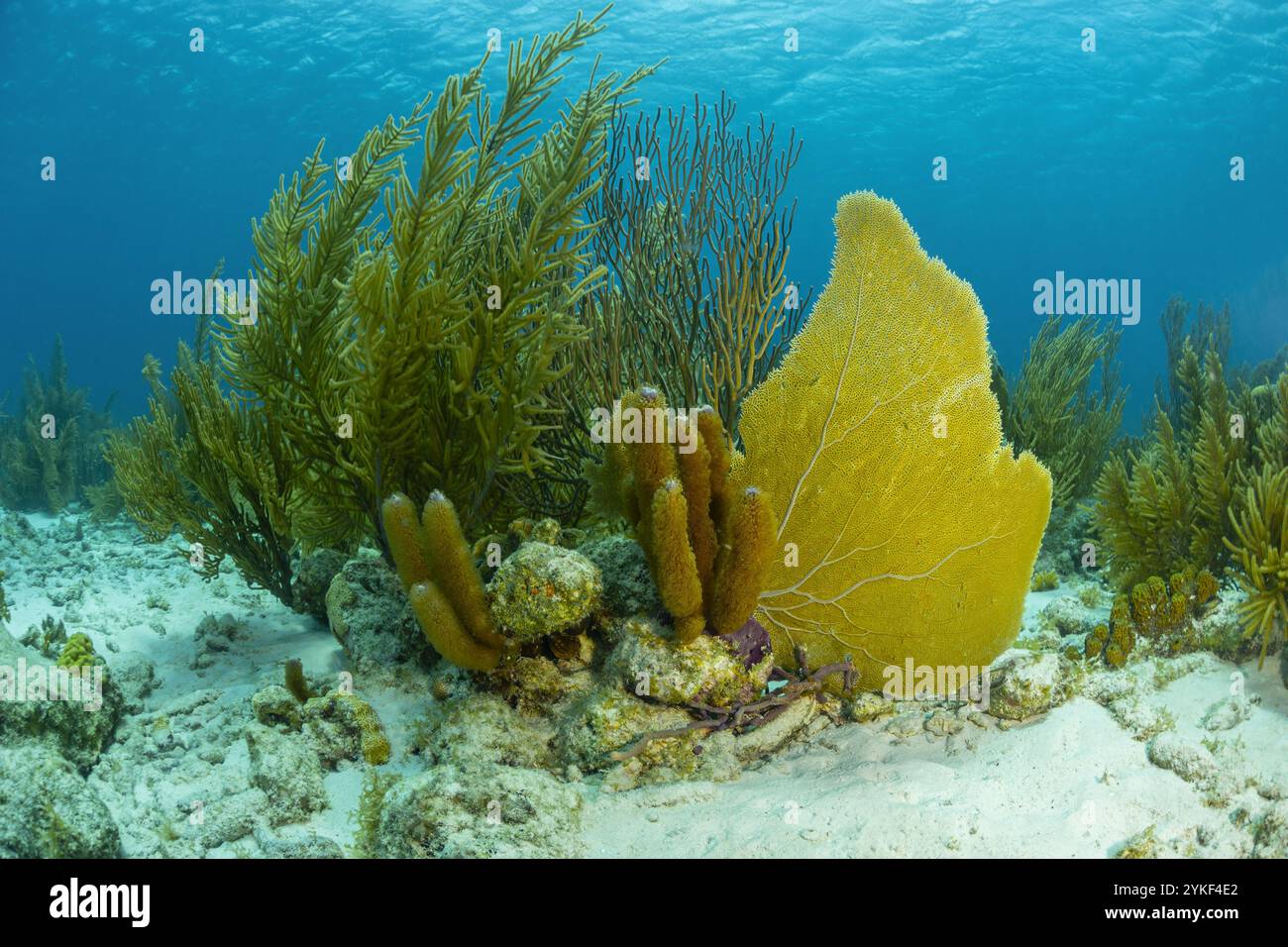 Examples of flora hi-res stock photography and images - Alamy