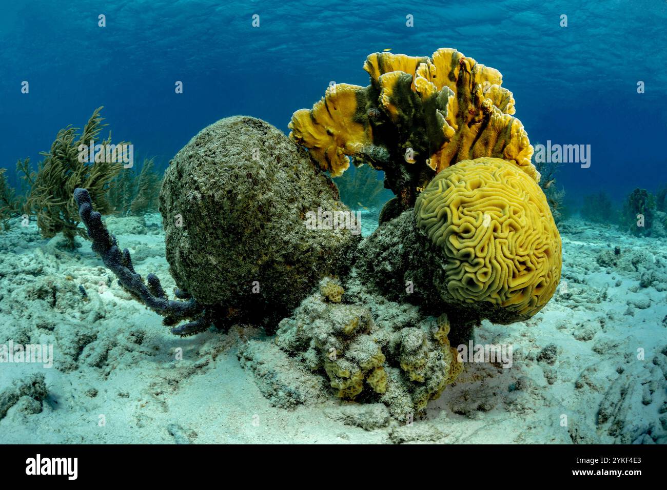 Underwater photograph capturing the intricate textures and colors of ...