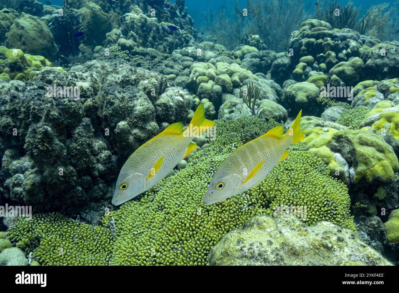 Yellowtail snappers swim underwater in hi-res stock photography and ...
