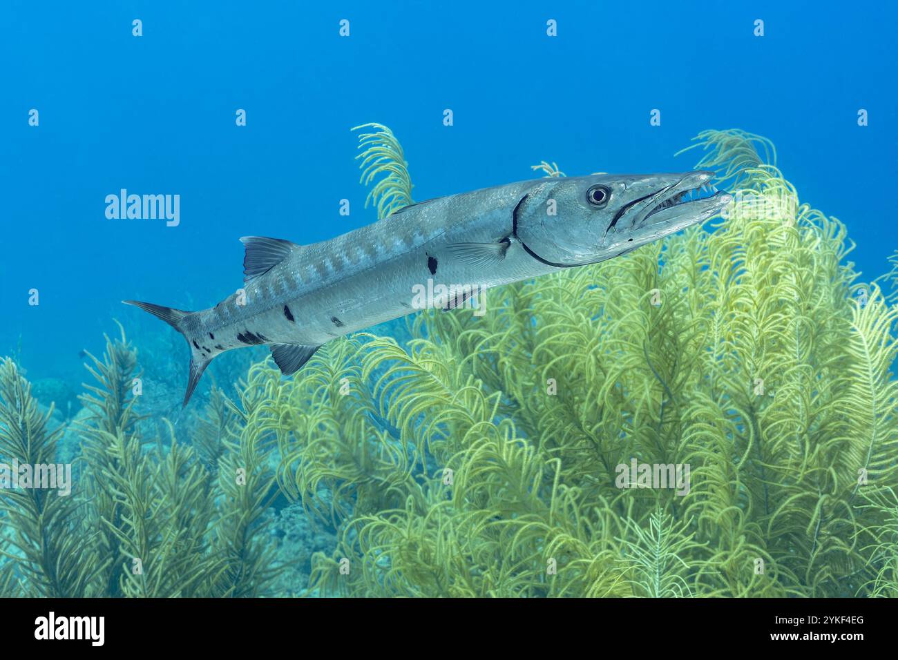 A solitary Sphyraena barracuda glides through the lush sea plumes of a ...
