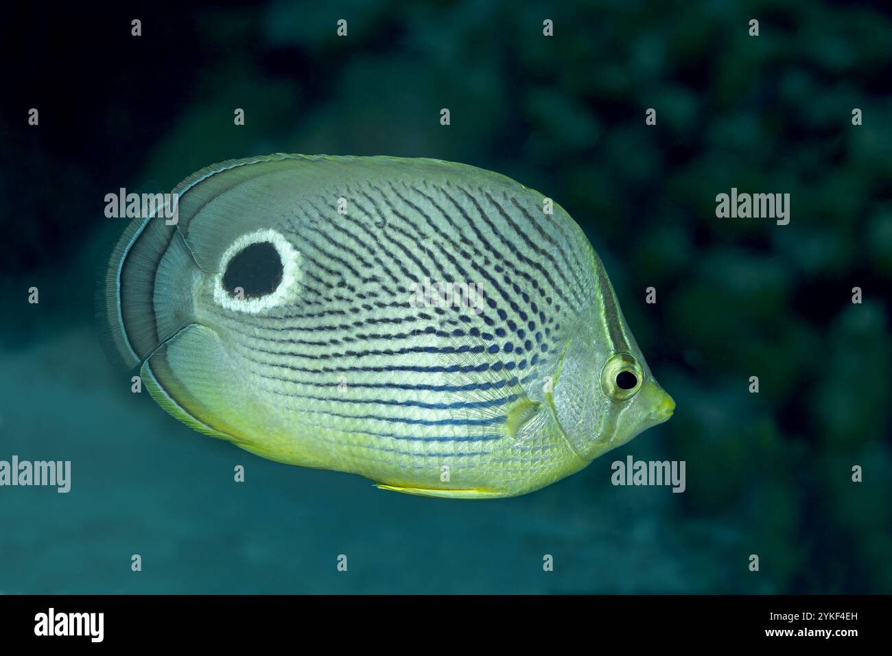 A serene Foureye Butterflyfish or Chaetodon capistratus, effortlessly ...
