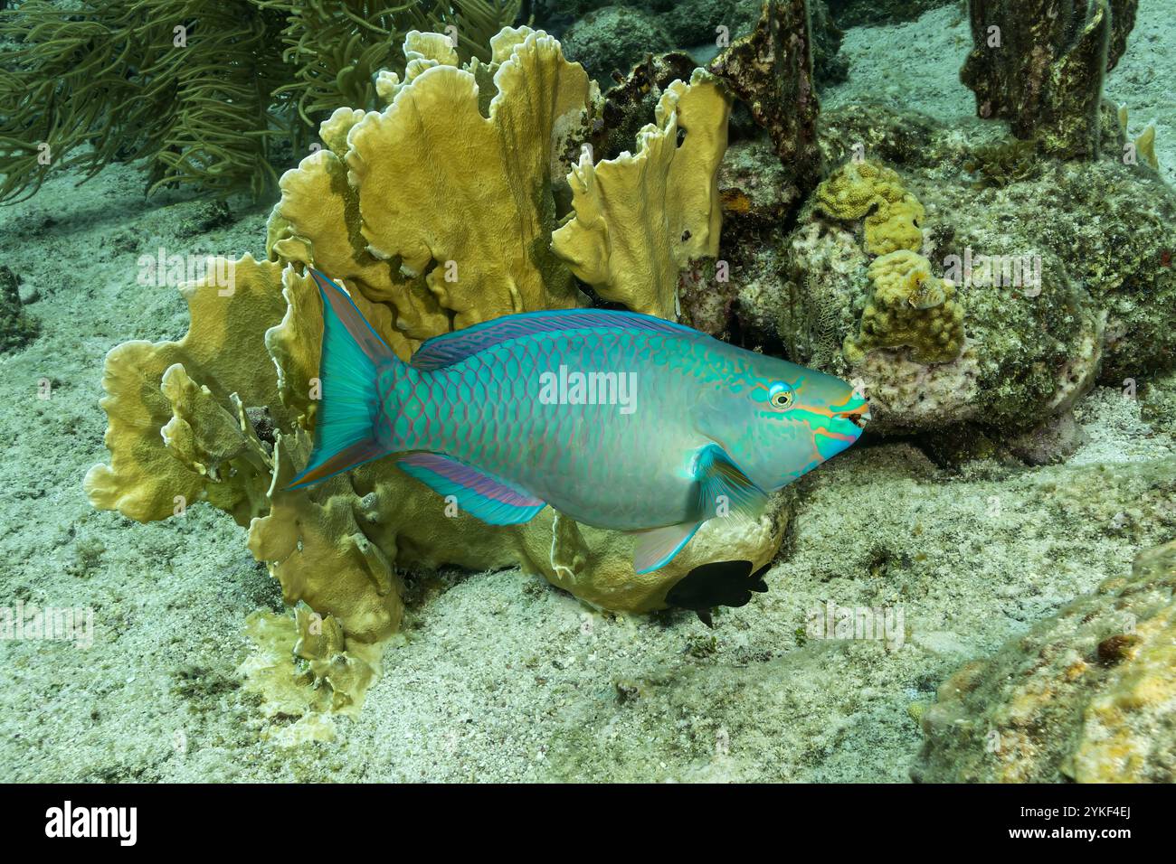 A vibrant Scarus vetula, commonly known as the Queen Parrotfish, swims ...