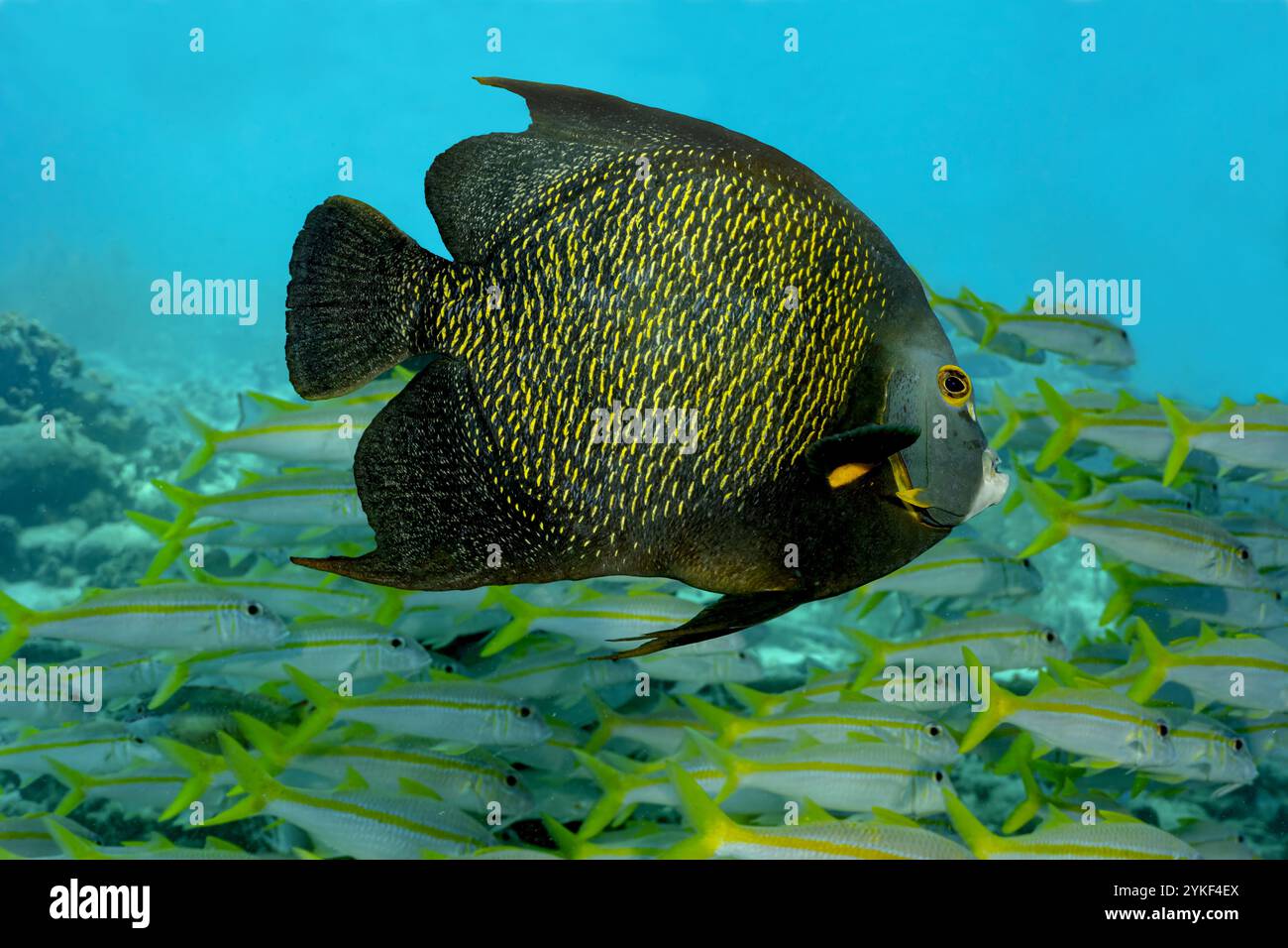 A striking French Angelfish or Pomacanthus paru glides serenely past a ...