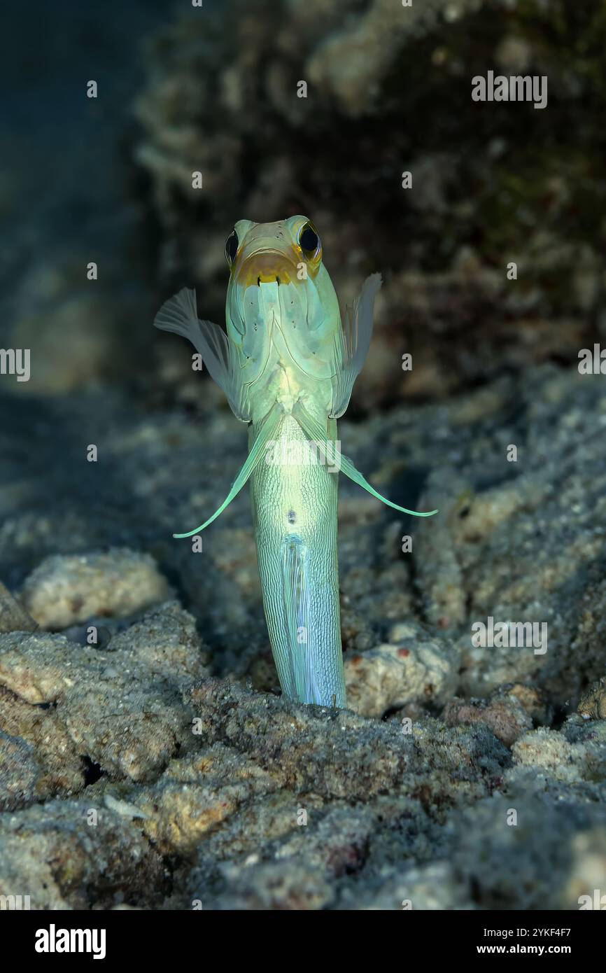 Yellowhead jawfish bonaire hi-res stock photography and images - Alamy