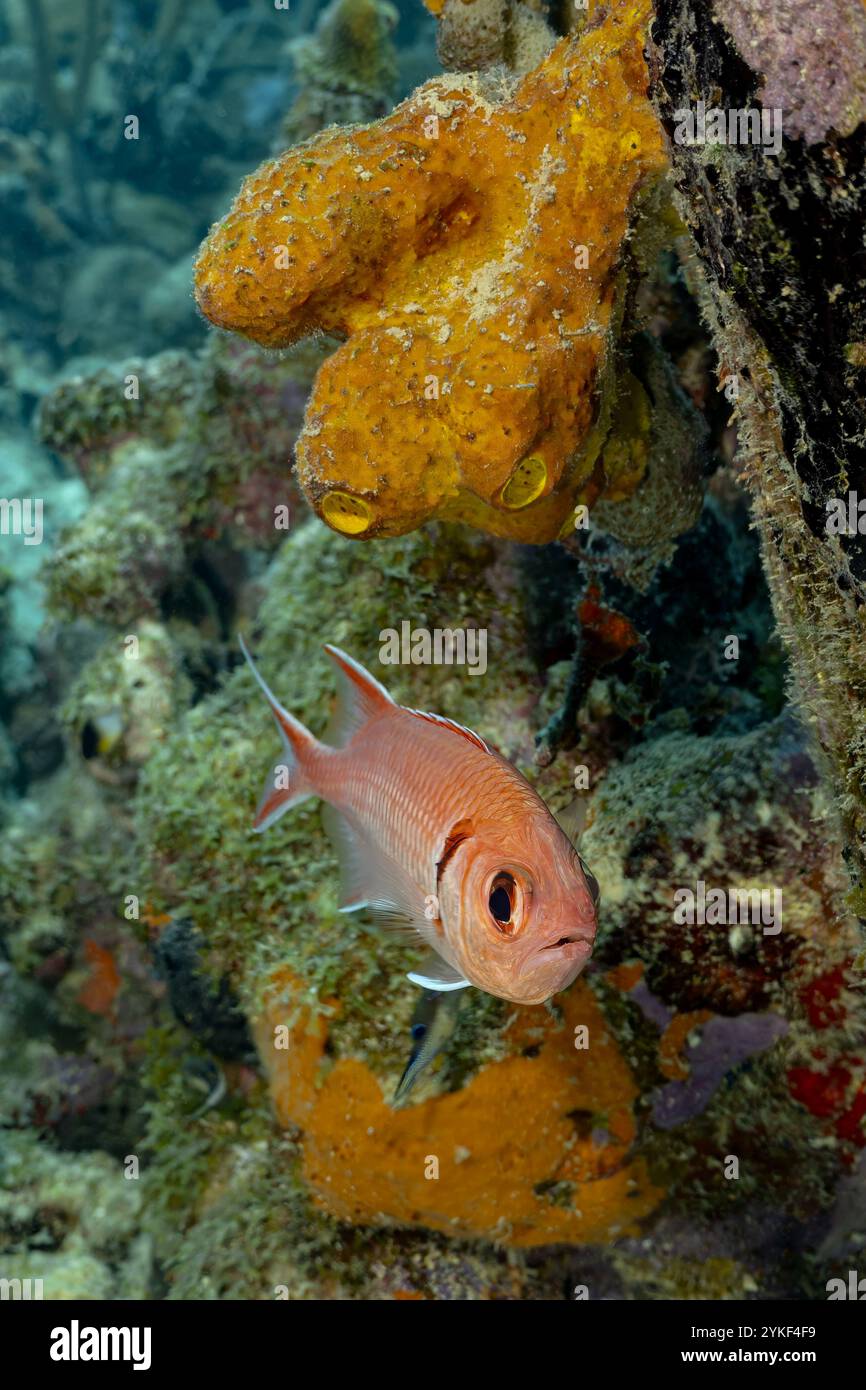 Myripristis jacobus, also known as the Blackbar soldierfish, swimming ...