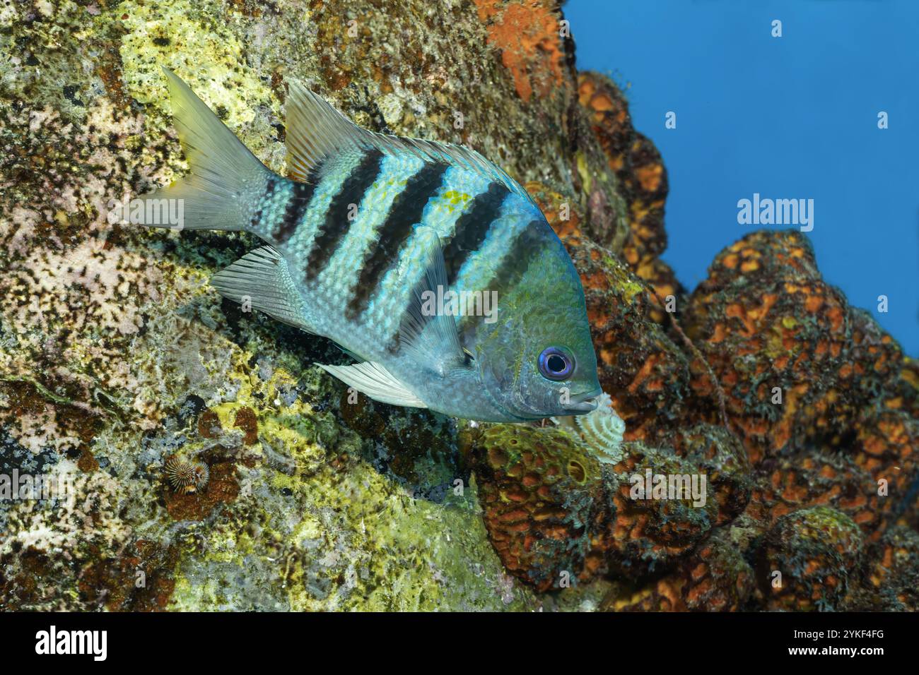 Image of a vibrant Sergeant Major fish, Abudefduf saxatilis, swimming ...