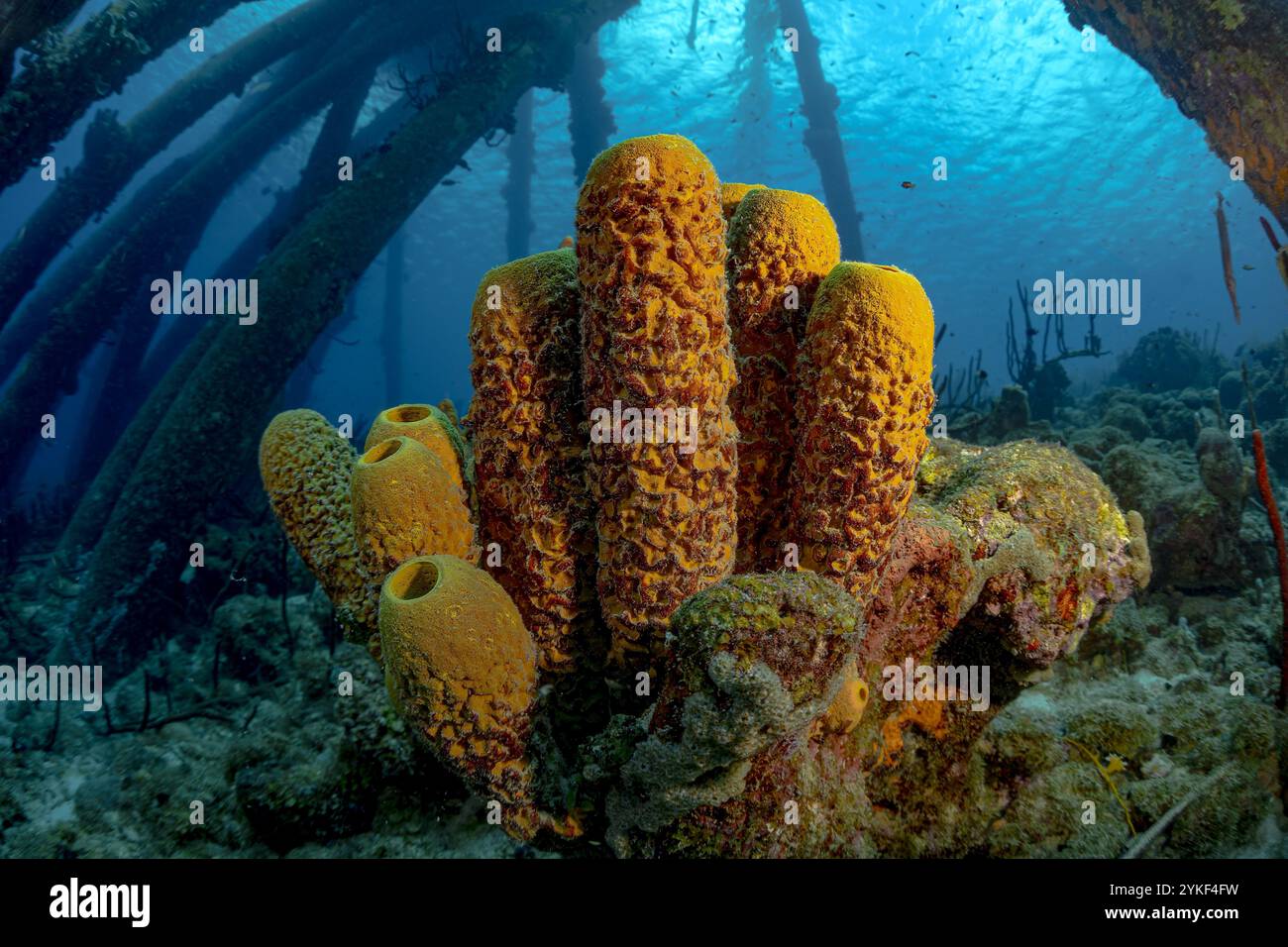 Tropical sponges thrive on the ocean floor, with the silhouette of a ...